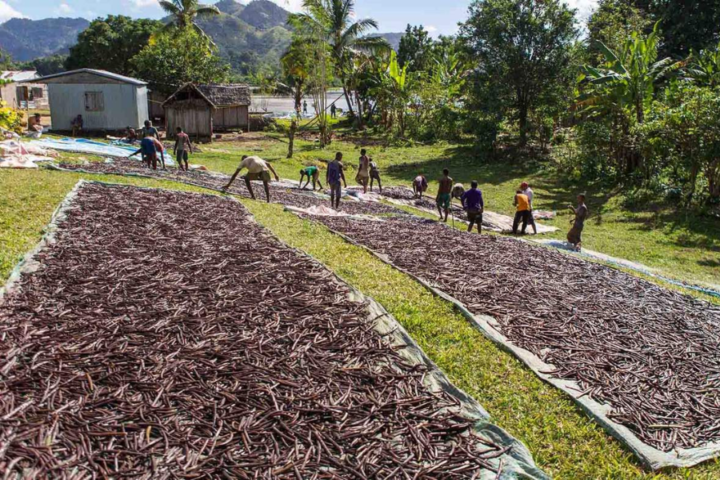 Zakaj je vanilja druga najdražja začimba na svetu in zakaj bi se lahko ...